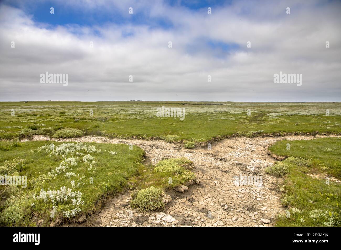 Tidal marshland with natural meandering drainage system on wadden ...