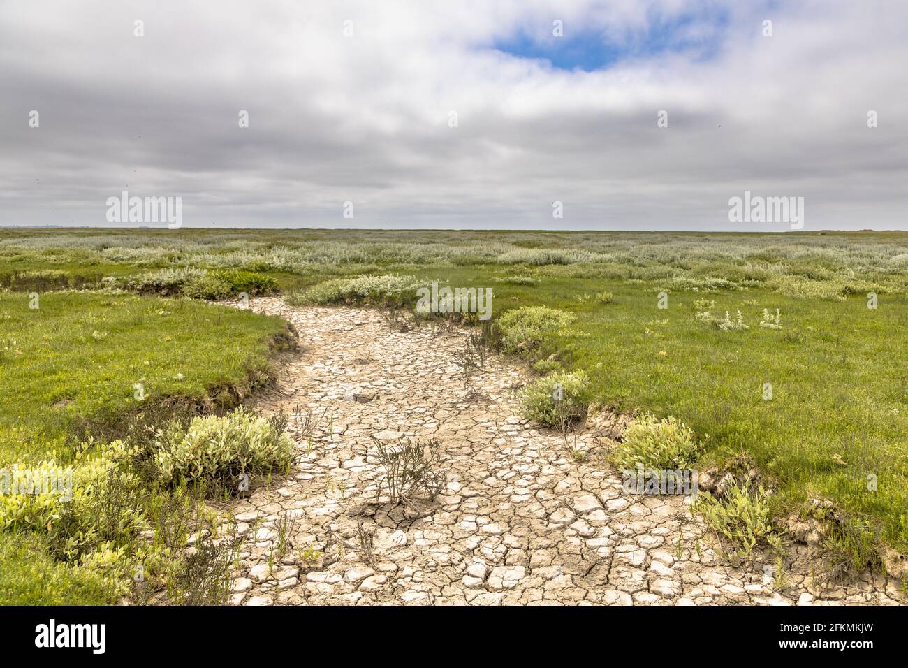 Tidal marshland with natural meandering drainage system on wadden ...