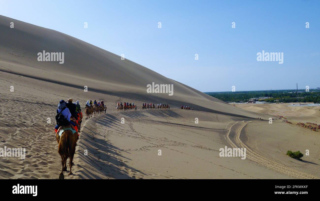 camels as a main form of transportation in desert Stock Photo - Alamy