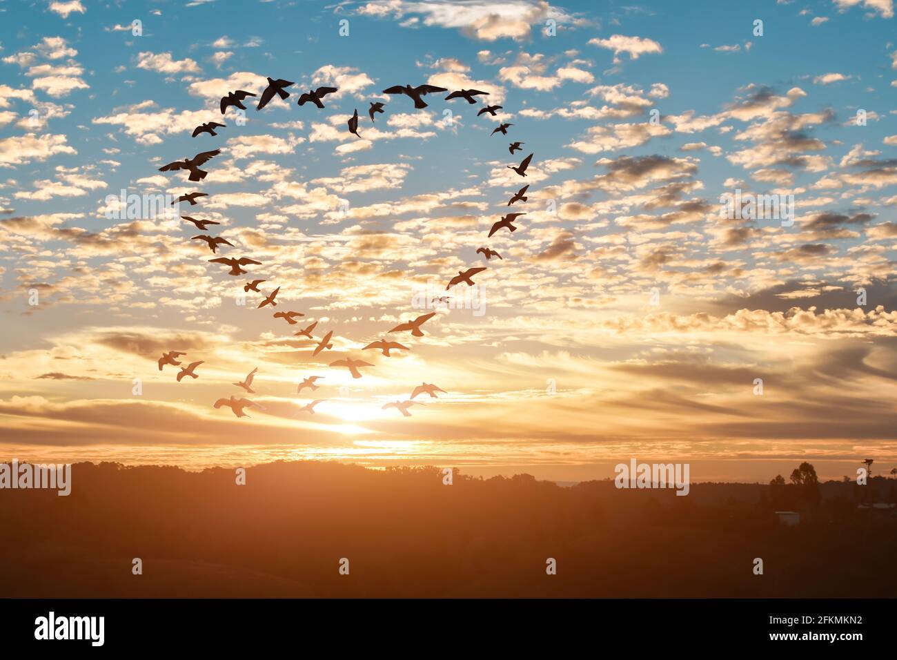 Flock Of Birds Sunset