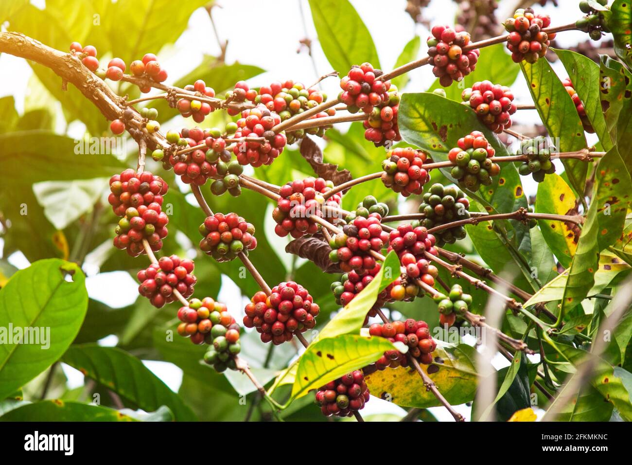 laos coffee,pakxong coffee fruits farming in asia Stock Photo - Alamy