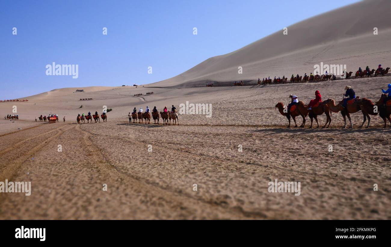 camels as a main form of transportation in desert Stock Photo - Alamy