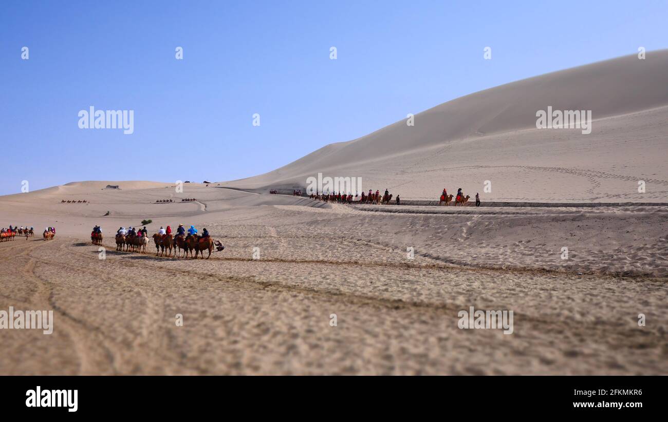 camels as a main form of transportation in desert Stock Photo - Alamy
