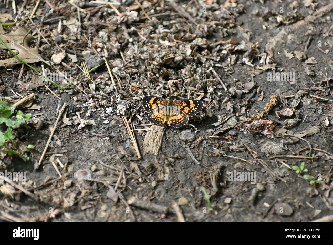 Pearl Crescent butterfly on walking trail Stock Photo - Alamy
