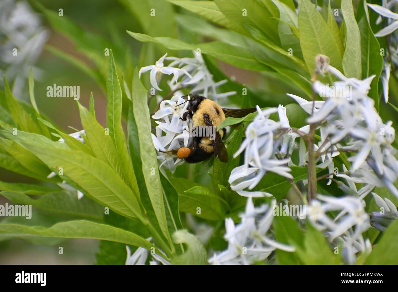 Tubular bluestar hi-res stock photography and images - Alamy