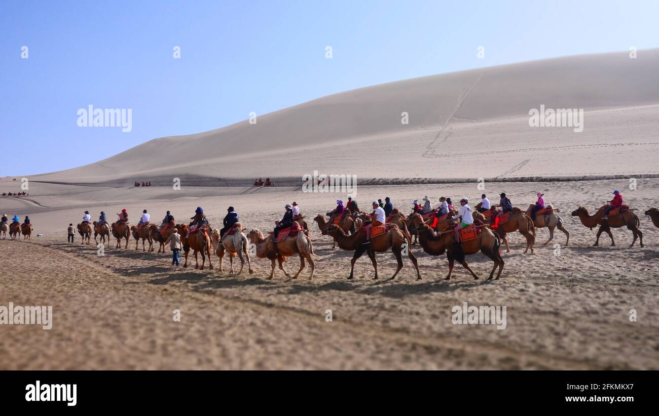 camels as a main form of transportation in desert Stock Photo - Alamy