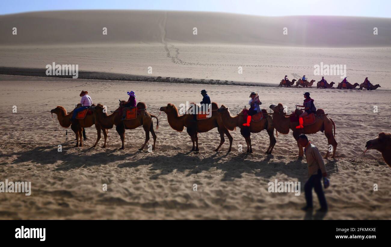 camels as a main form of transportation in desert Stock Photo - Alamy