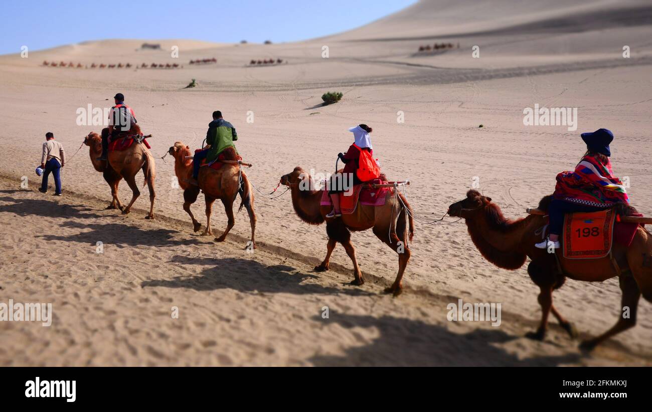 camels as a main form of transportation in desert Stock Photo - Alamy