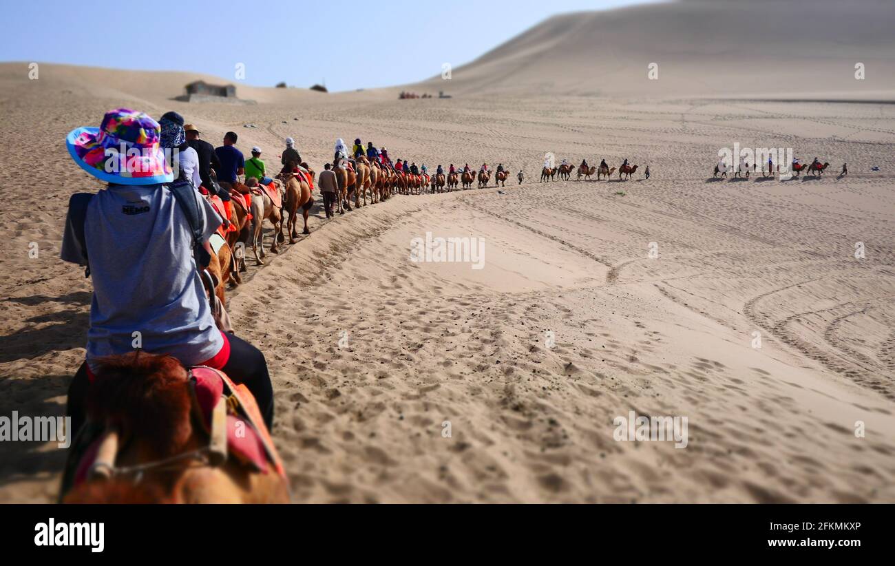 camels as a main form of transportation in desert Stock Photo - Alamy
