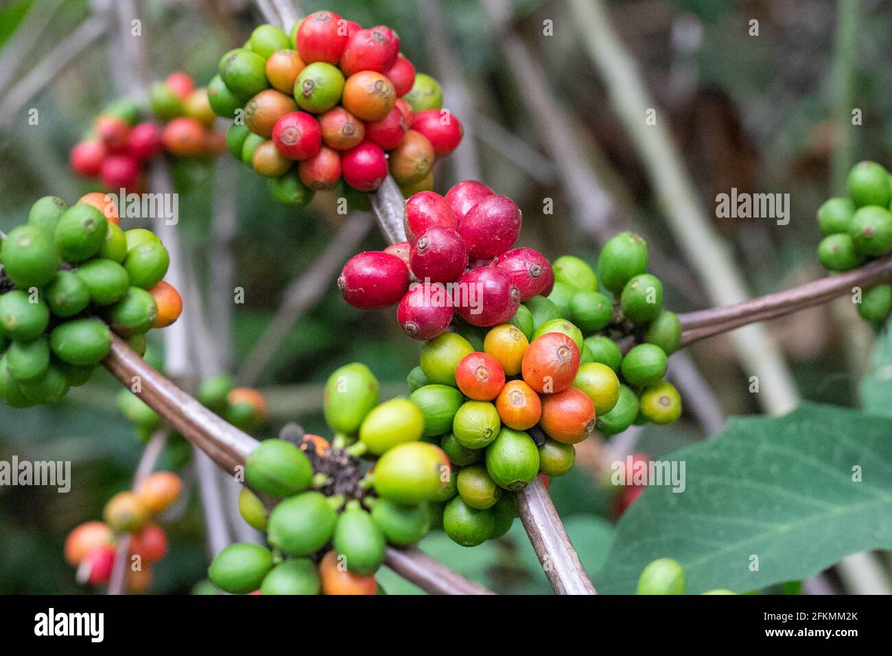 laos coffee,pakxong coffee fruits farming in asia Stock Photo - Alamy