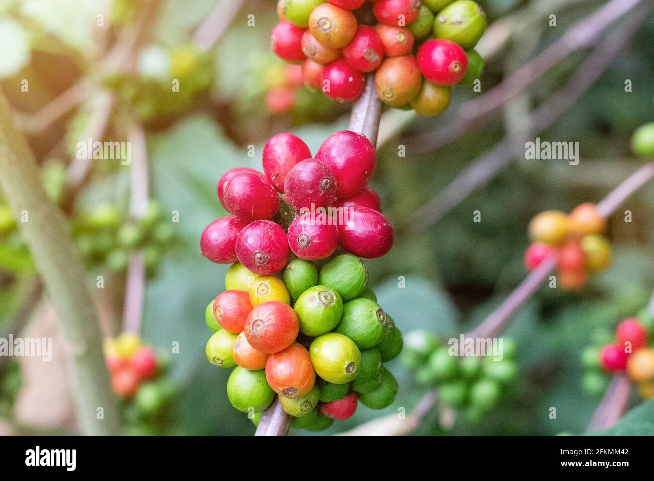Laos coffee plantation hi-res stock photography and images - Alamy