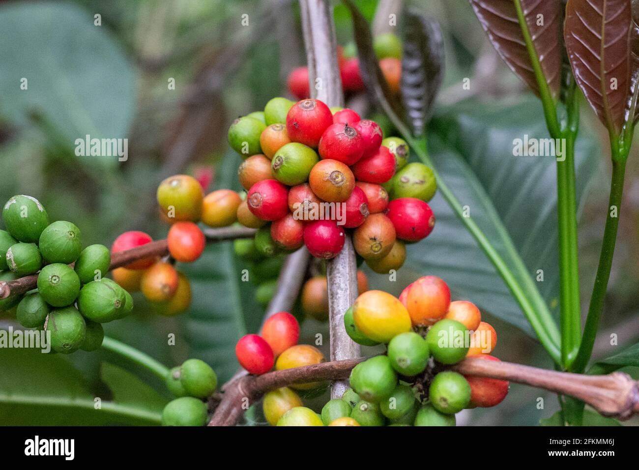 laos coffee,pakxong coffee fruits farming in asia Stock Photo - Alamy