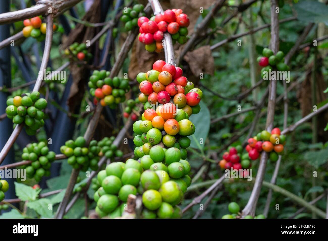 laos coffee,pakxong coffee fruits farming in asia Stock Photo - Alamy