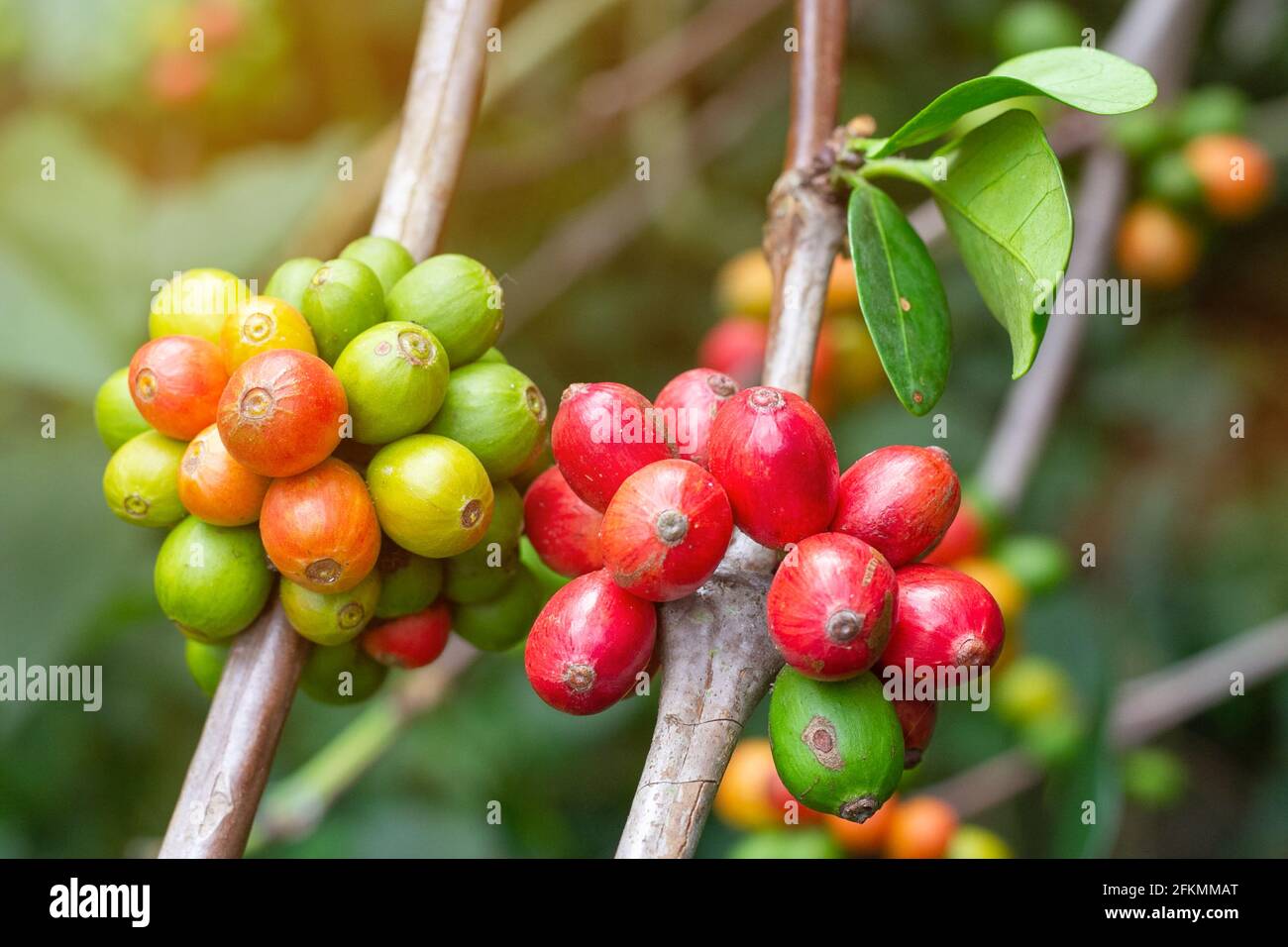laos coffee,pakxong coffee fruits farming in asia Stock Photo - Alamy