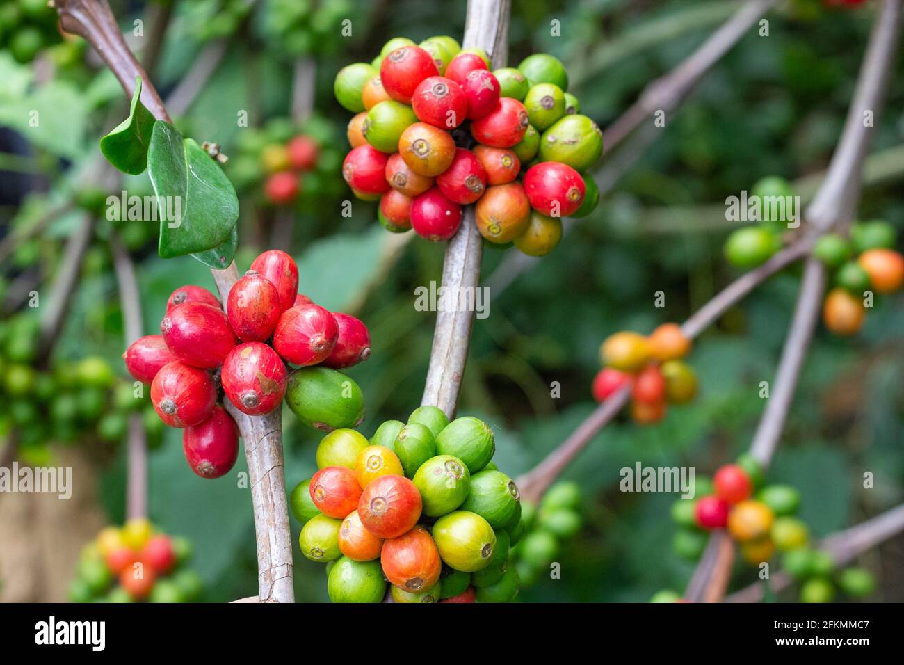 laos coffee,pakxong coffee fruits farming in asia Stock Photo - Alamy