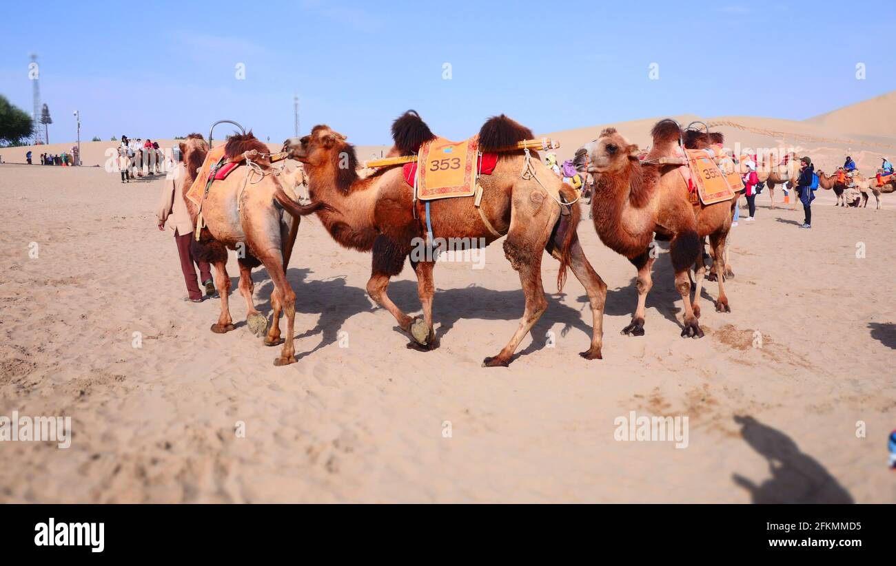 camels as a main form of transportation in desert Stock Photo - Alamy