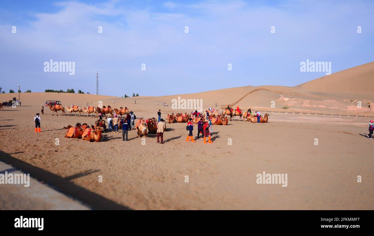 camels as a main form of transportation in desert Stock Photo - Alamy