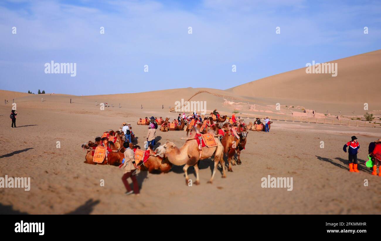 camels as a main form of transportation in desert Stock Photo - Alamy