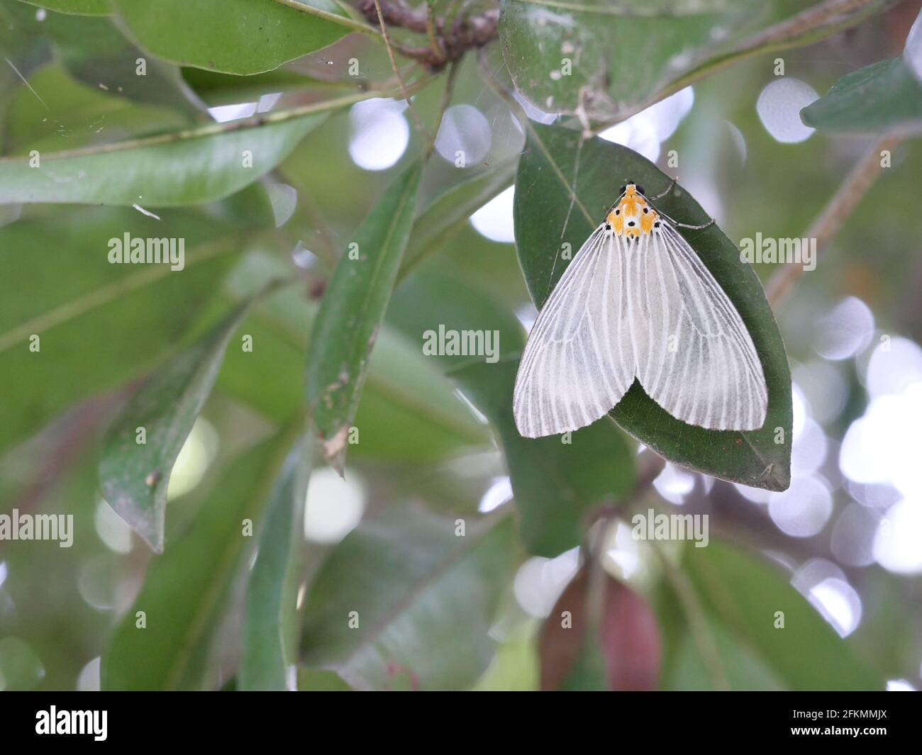 Yellow Butterfly pattern shaped like a human face on the back, White ...