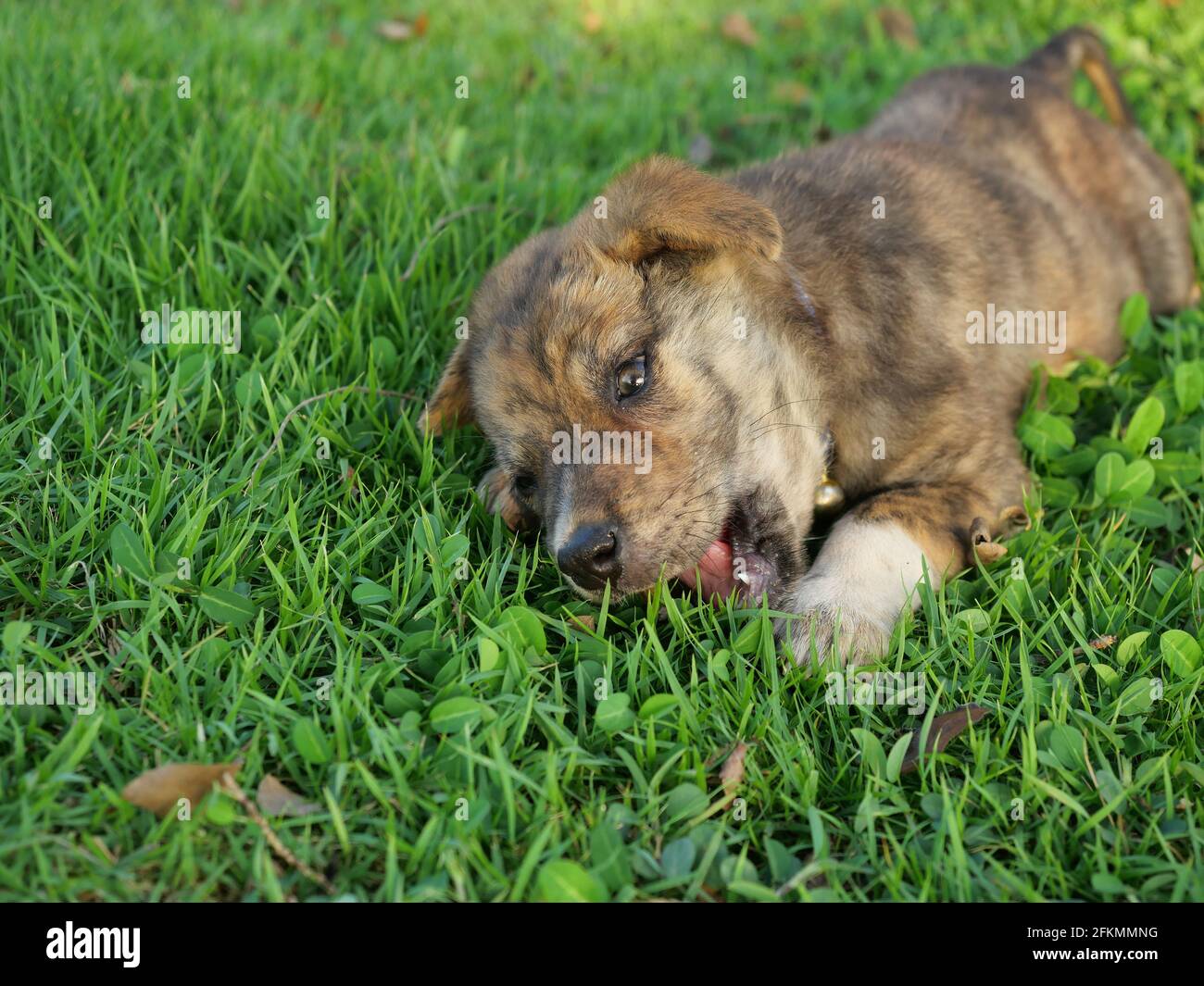The brown cute puppy left the body on the green lawn, Baby dog on grass ...