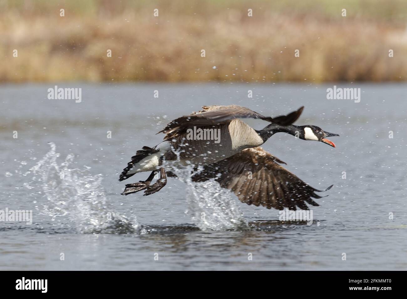 A Canada goose taking off on water in wetlands. Quebec,Canada Stock ...