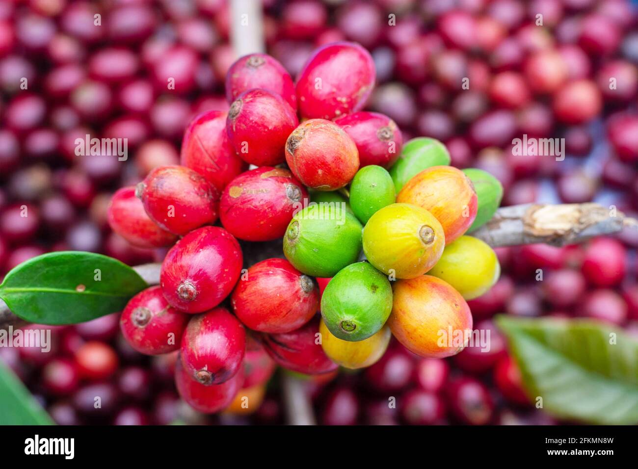 laos coffee,pakxong coffee fruits farming in asia, coffee laos Stock ...