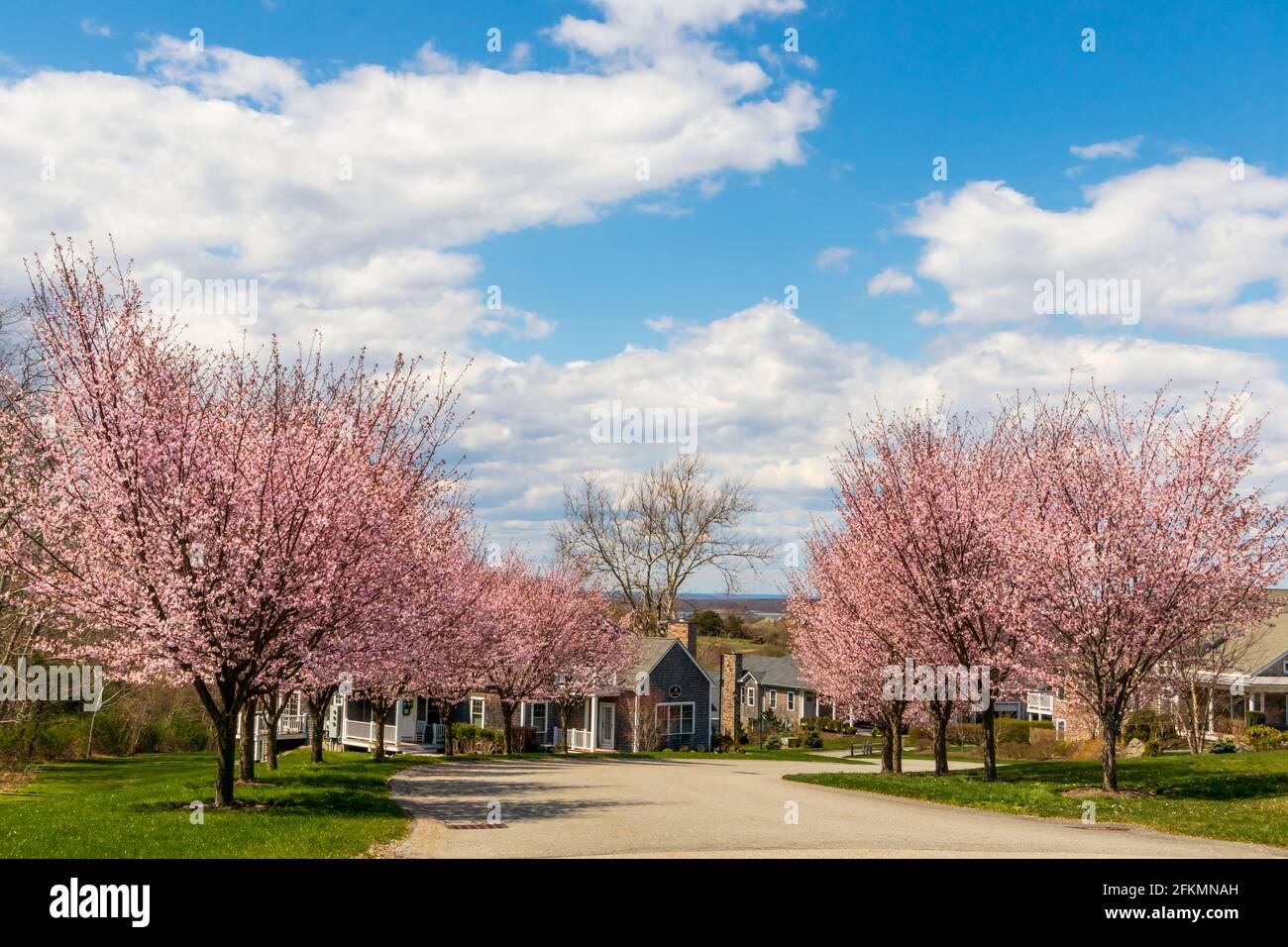 Cherry blossom trees in the small neighborhood of Portsmouth, Rhode ...