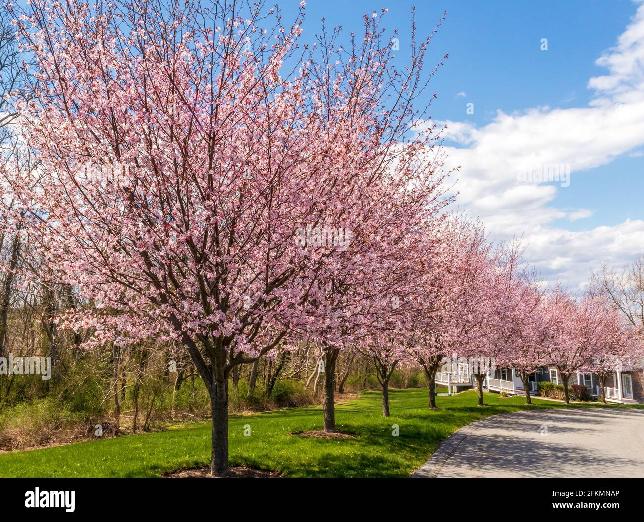 Cherry blossom trees in the small neighborhood of Portsmouth, Rhode ...