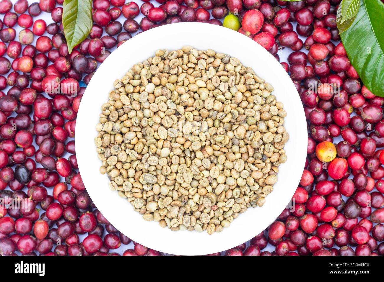 laos coffee,pakxong coffee fruits farming in asia, coffee laos Stock ...