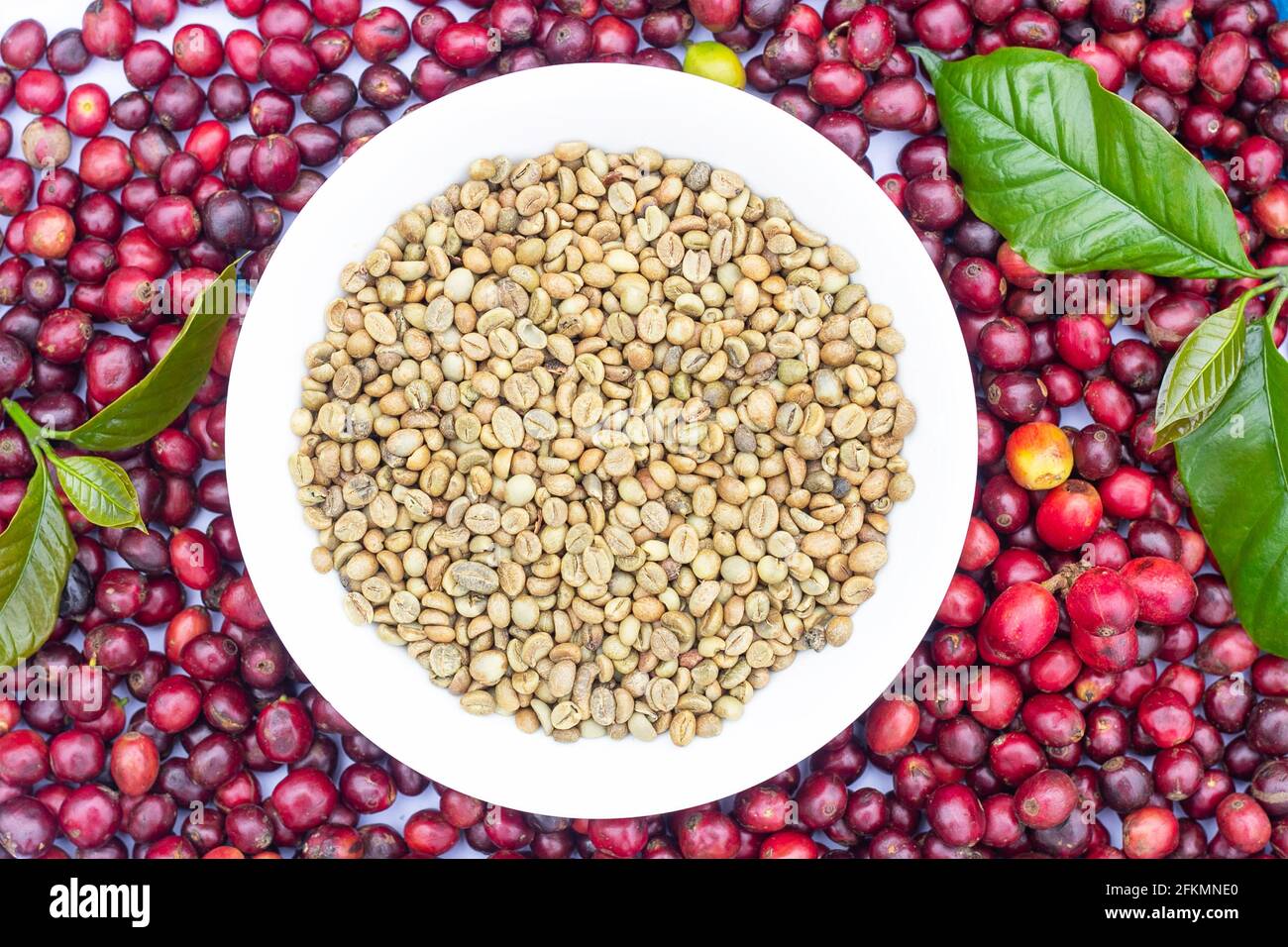 laos coffee,pakxong coffee fruits farming in asia, coffee laos Stock ...