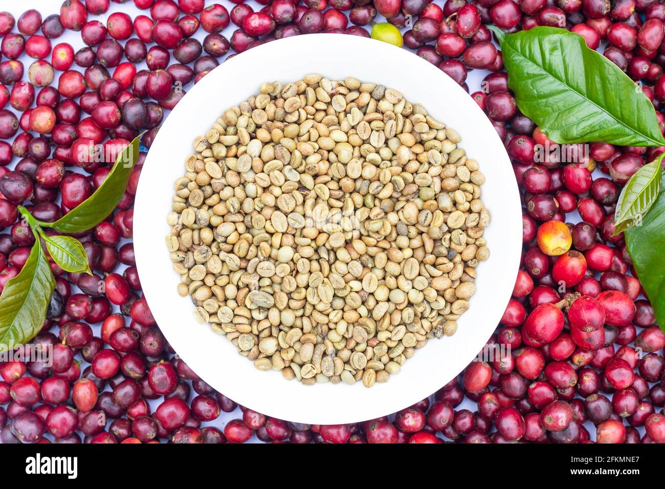 laos coffee,pakxong coffee fruits farming in asia, coffee laos Stock ...