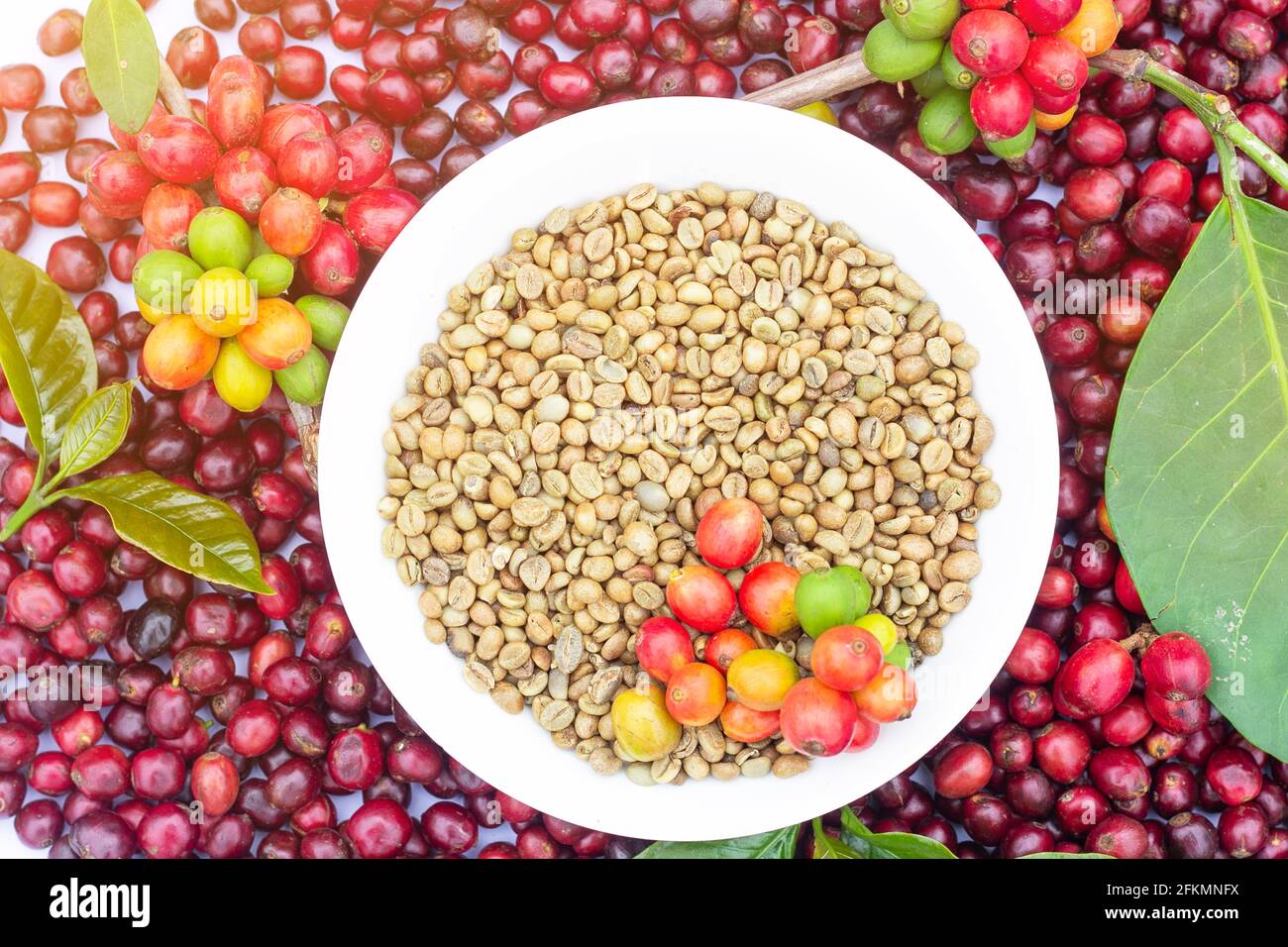 laos coffee,pakxong coffee fruits farming in asia, coffee laos Stock ...