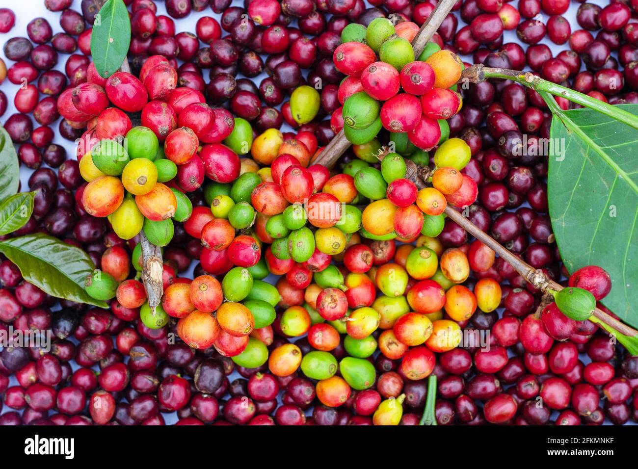 laos coffee,pakxong coffee fruits farming in asia, coffee laos Stock ...