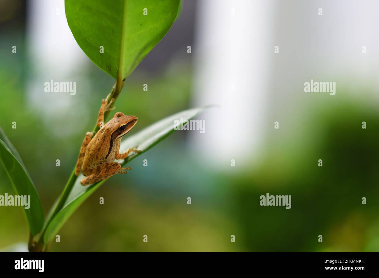 A common tree frog sitting on a green leaf Stock Photo - Alamy