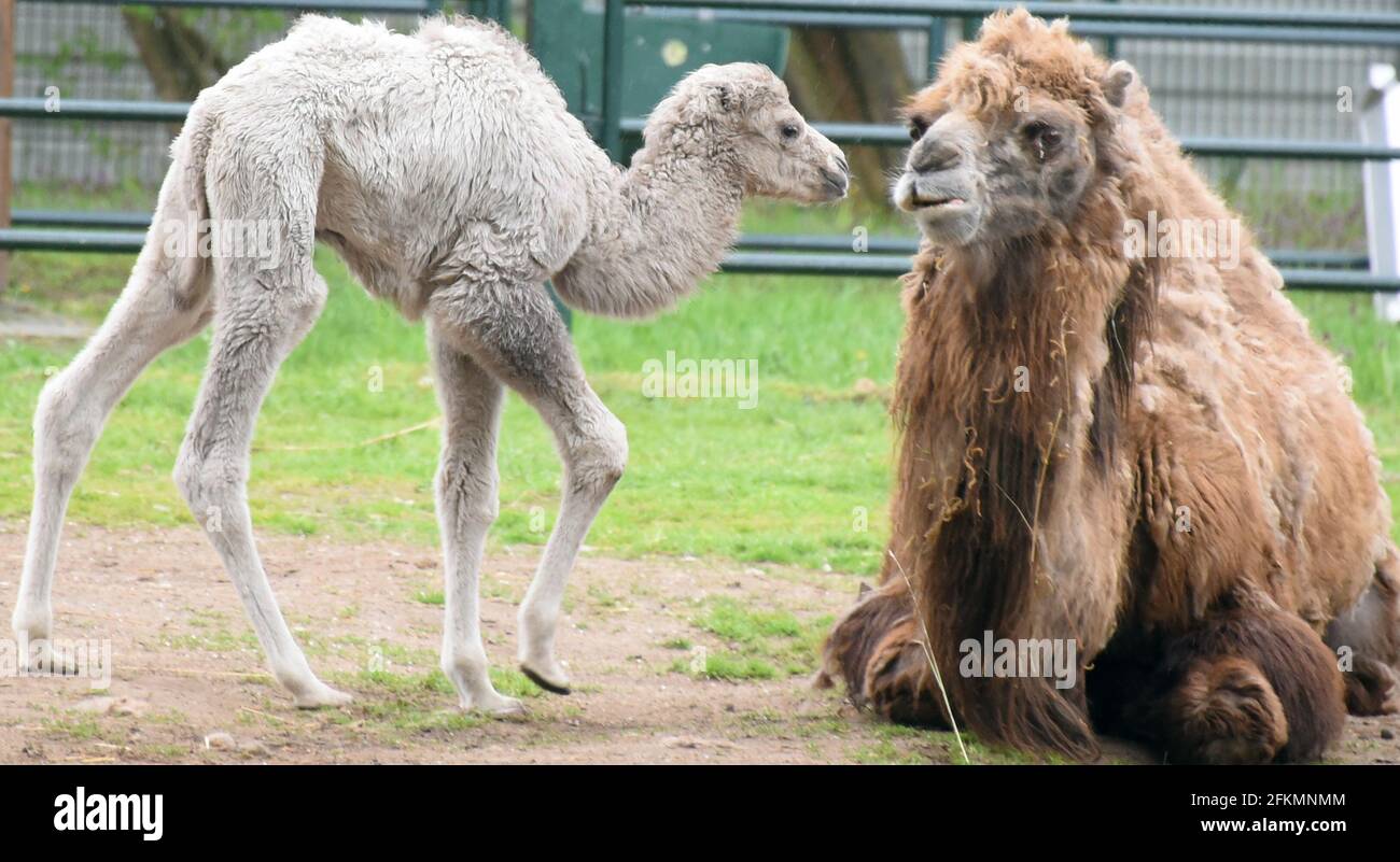 Delitzsch, Germany. 30th Apr, 2021. The six-day-old Bactrian camel girl stands next to her 29 ...