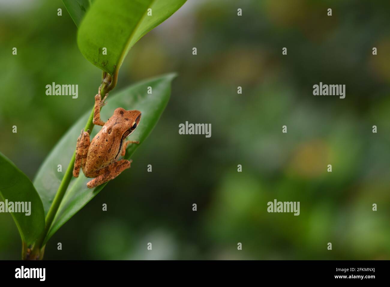 A common tree frog sitting on a green leaf Stock Photo - Alamy