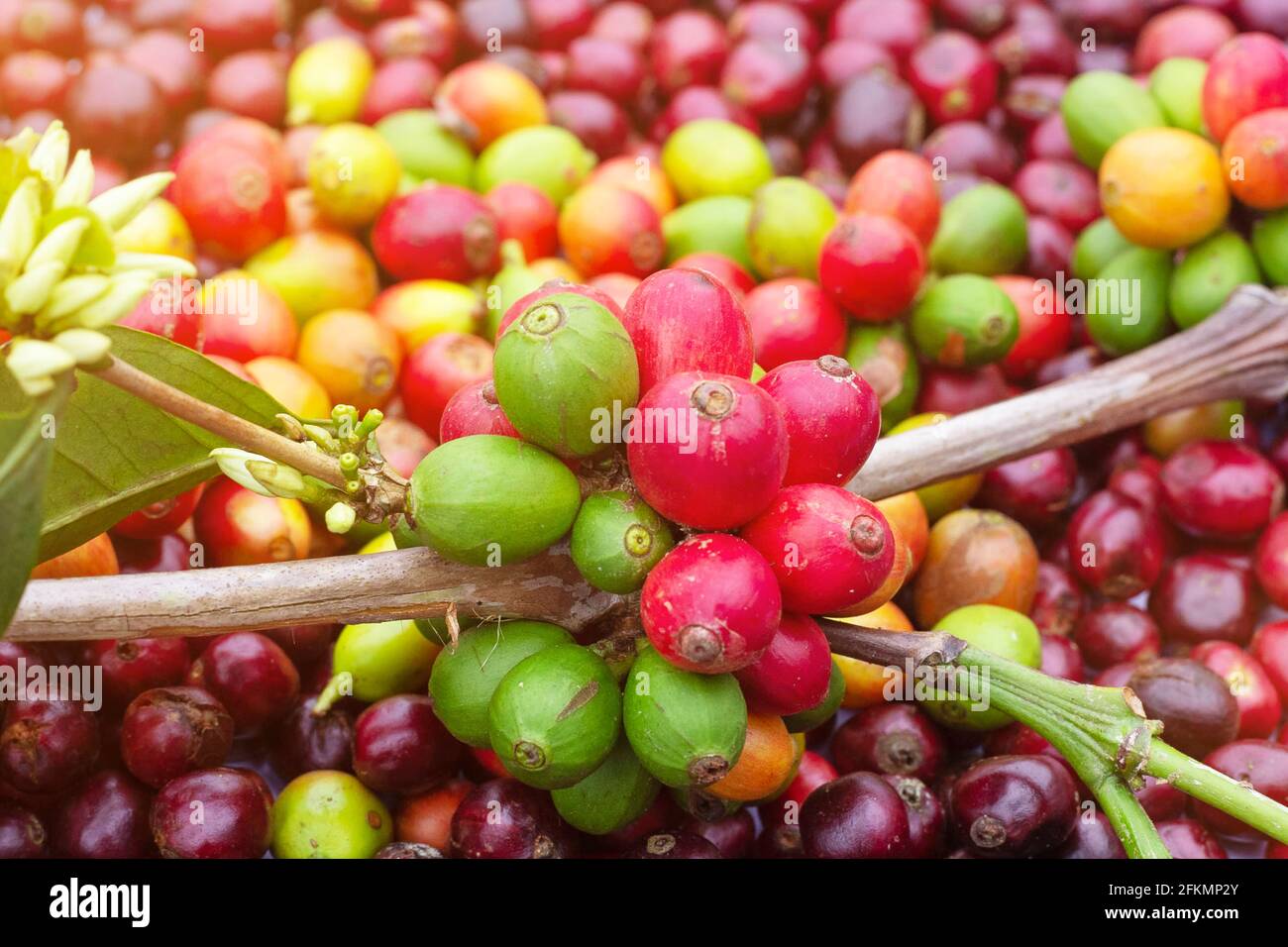 laos coffee,pakxong coffee fruits farming in asia, big coffee Stock ...