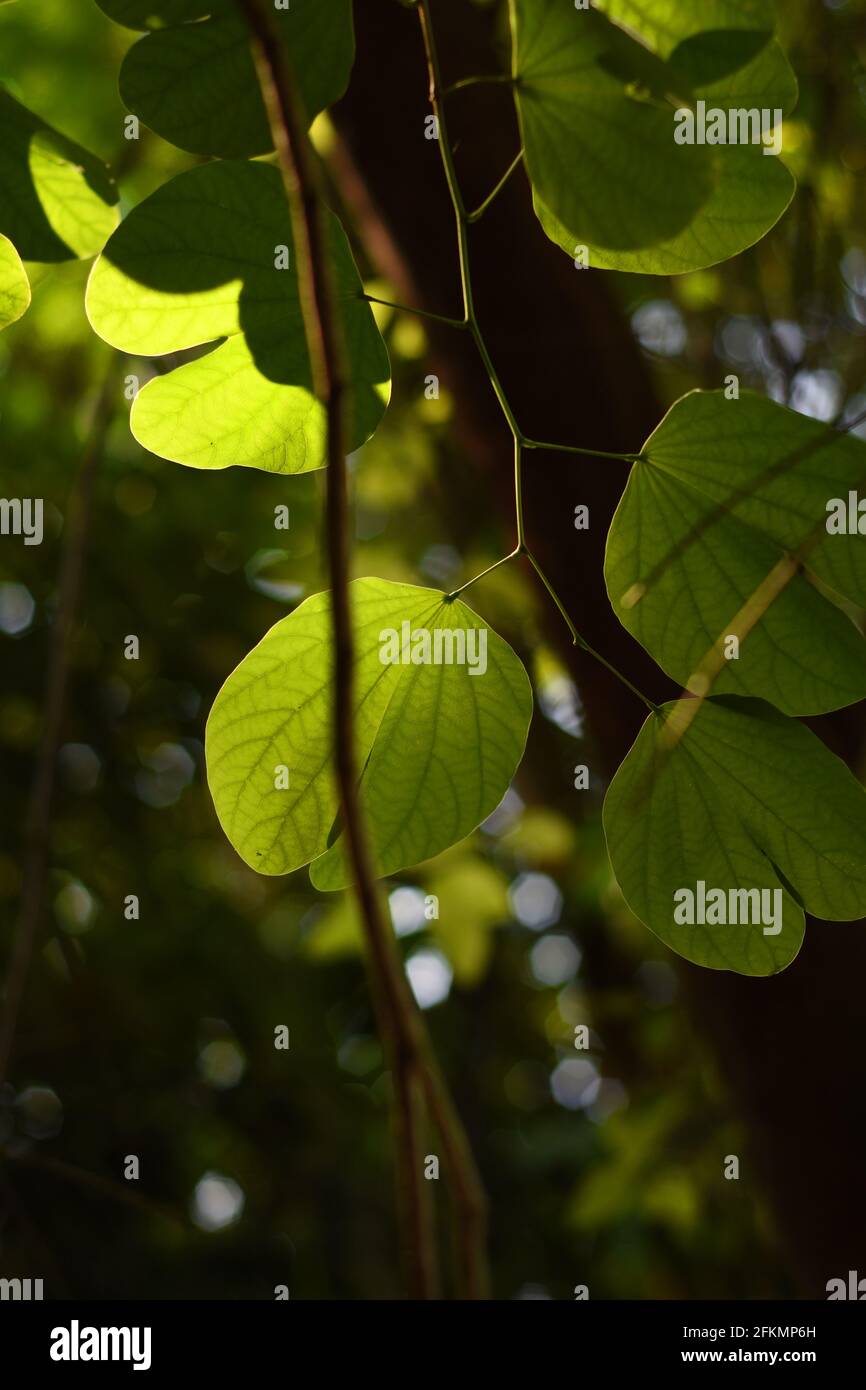 Butterfly tree leaves. Backlight Stock Photo - Alamy