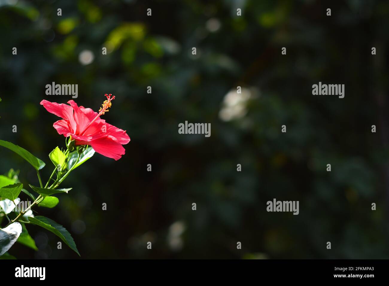China rose (Hibiscus rosa-sinensis Stock Photo - Alamy