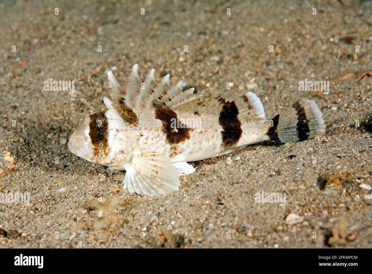 Eastern Fortescue, Centropogon australis. This fish has venomous dorsal ...