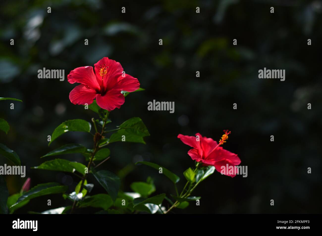 China rose (Hibiscus rosa-sinensis Stock Photo - Alamy