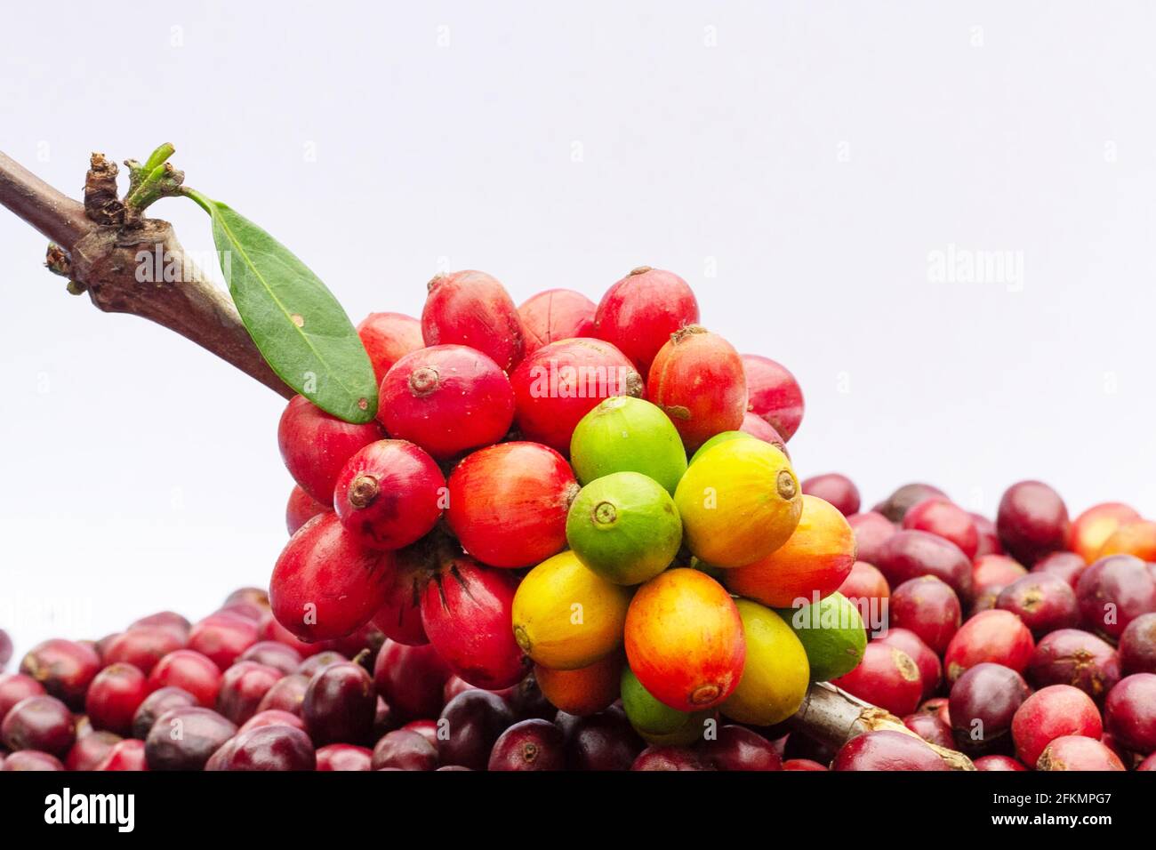 laos coffee,pakxong coffee fruits farming in asia, coffee laos on white ...