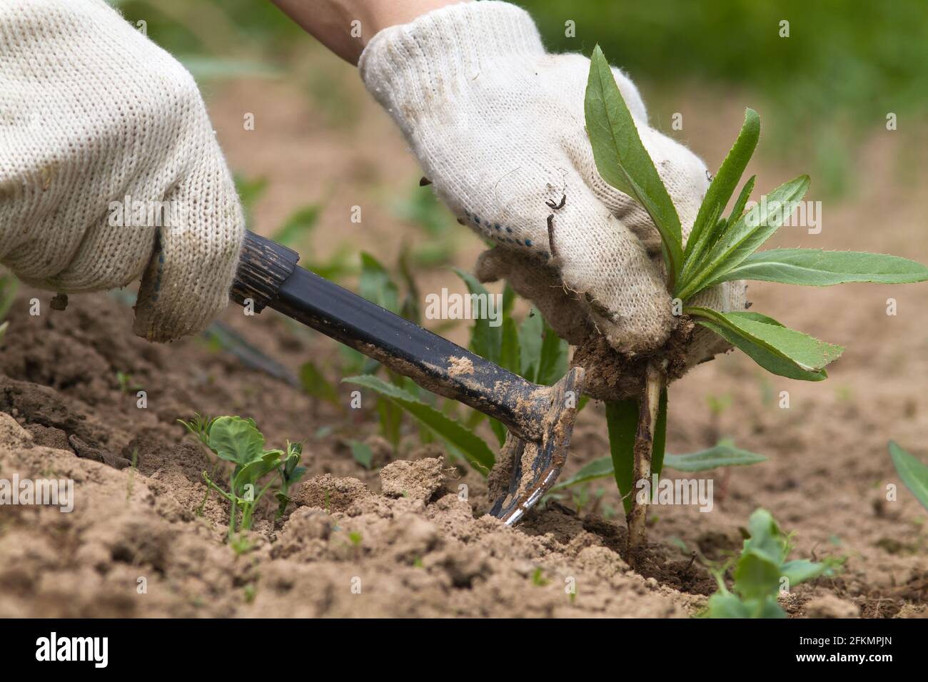Farmer using hoe hand tool hi-res stock photography and images - Alamy