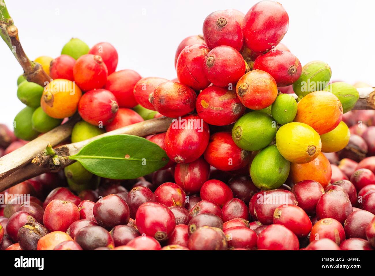 laos coffee,pakxong coffee fruits farming in asia, coffee laos on white ...