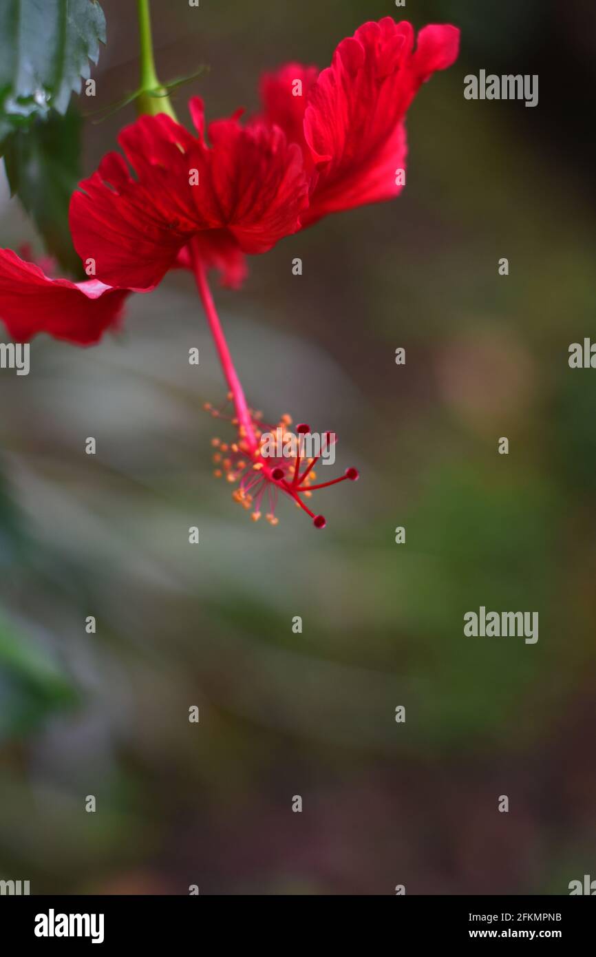 China rose (Hibiscus rosa-sinensis Stock Photo - Alamy