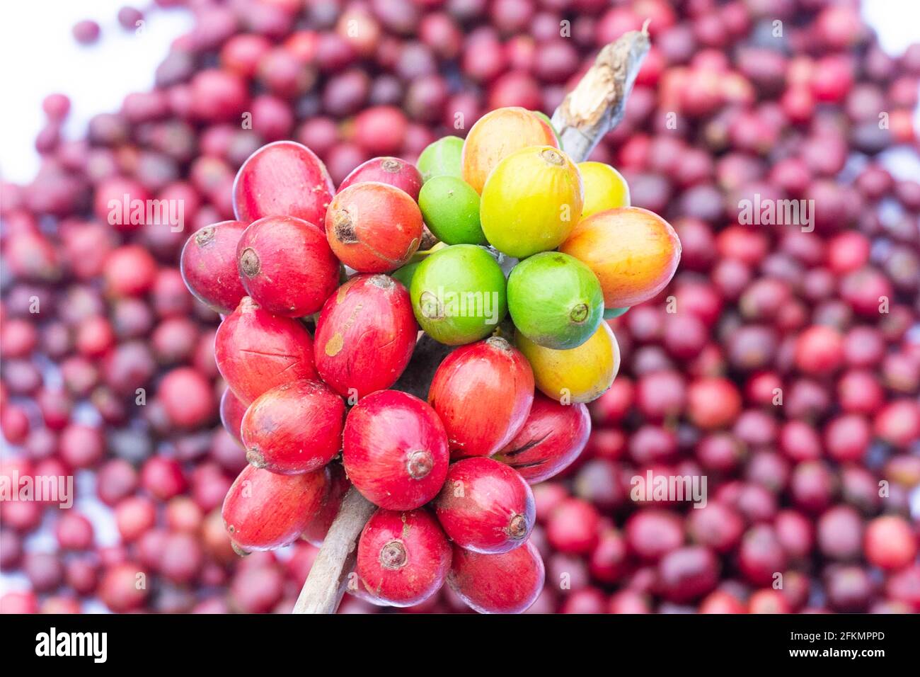 laos coffee,pakxong coffee fruits farming in asia, coffee laos on white ...