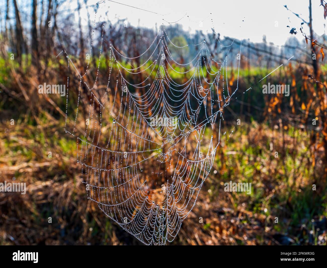 White spider web of insect with water drops. Spider webs. Morning dew ...