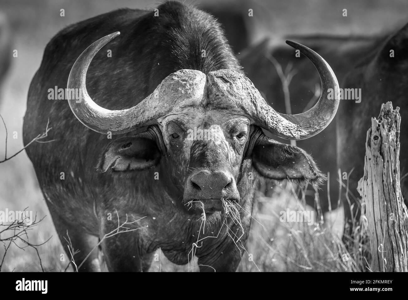 African Buffalo - close up - Serengeti Stock Photo - Alamy