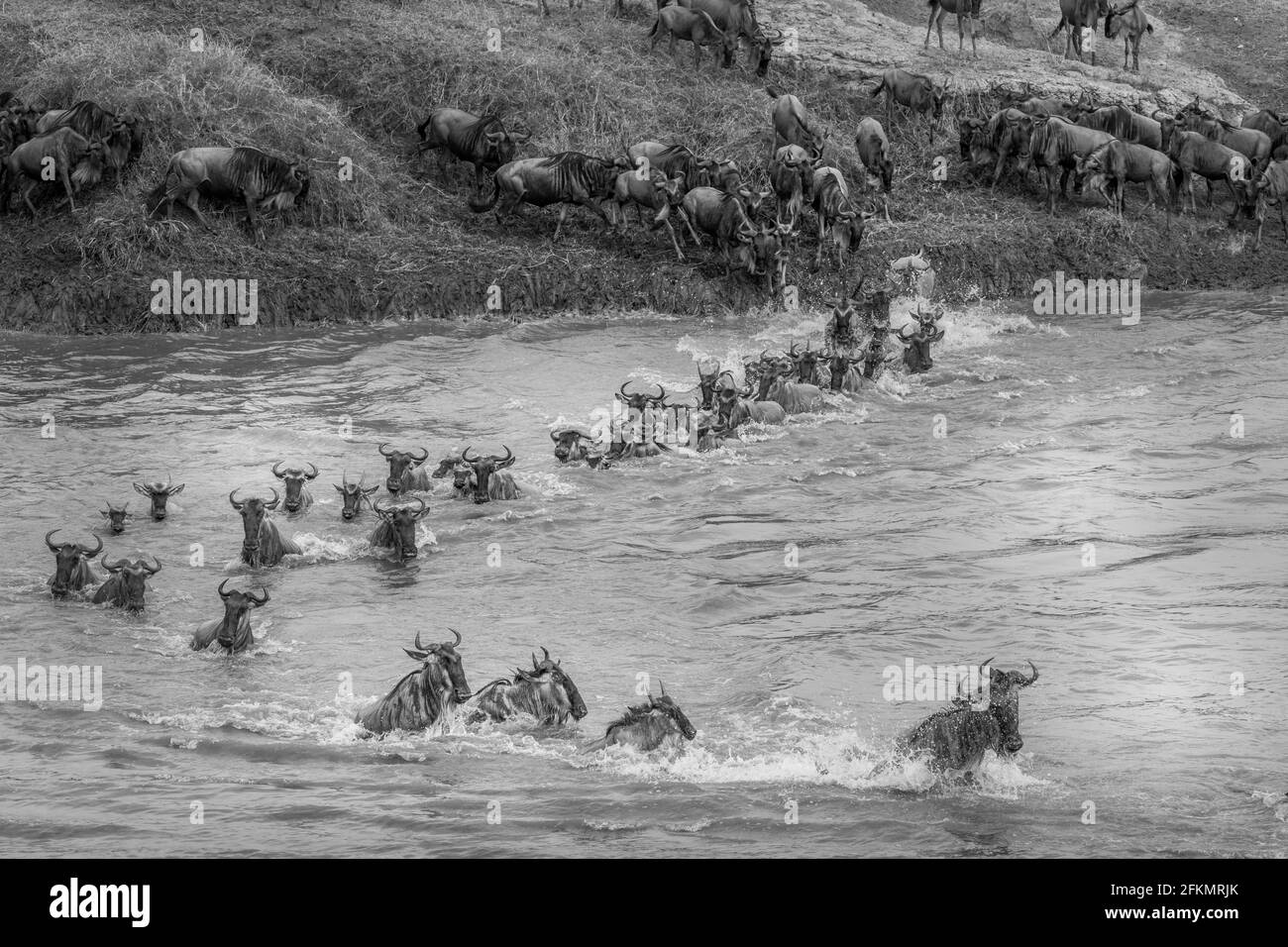 Crossing the Mara River- Wildebeest Migration - Serengeti Stock Photo ...