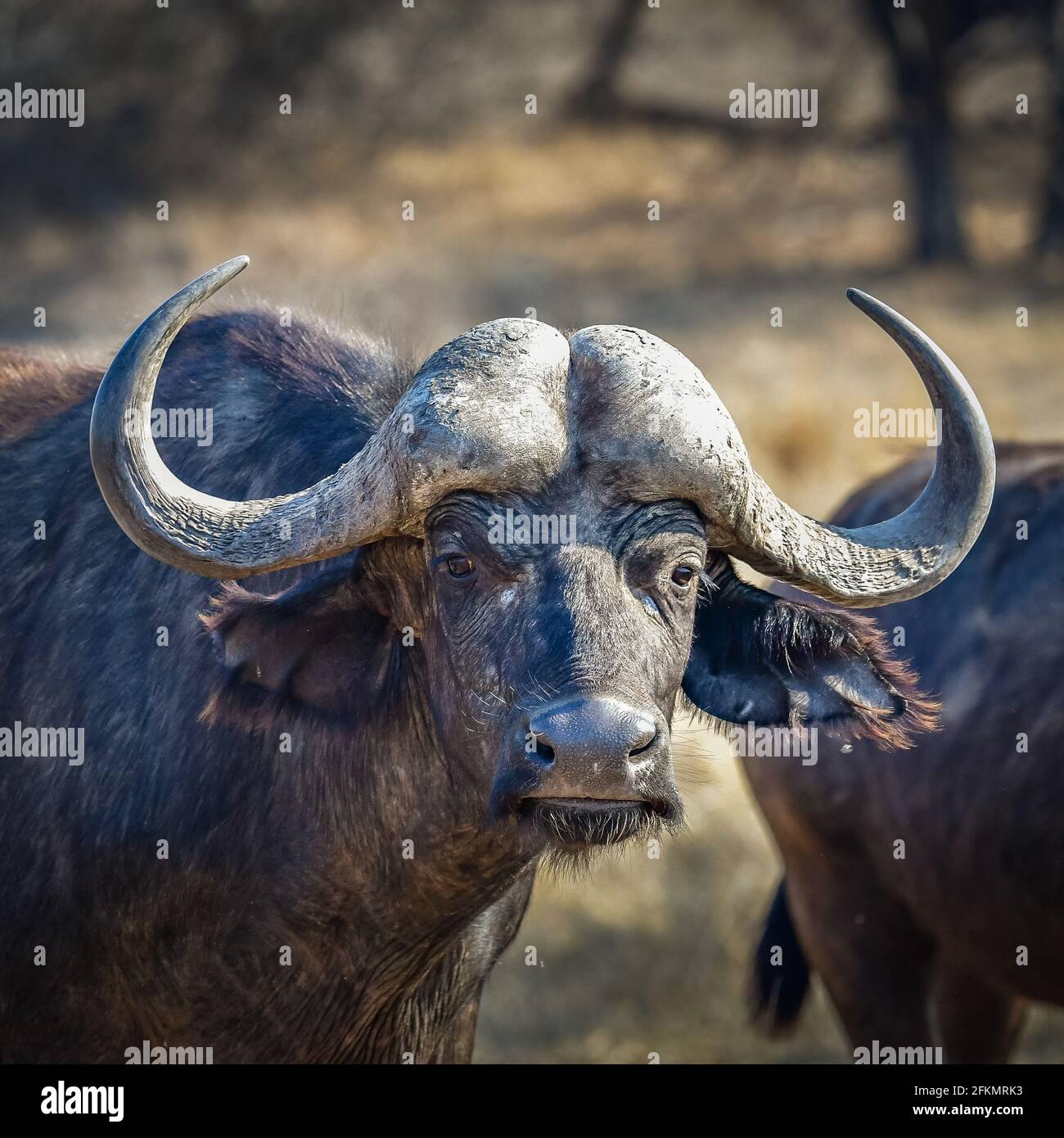 African Buffalo - close up - Serengeti Stock Photo - Alamy